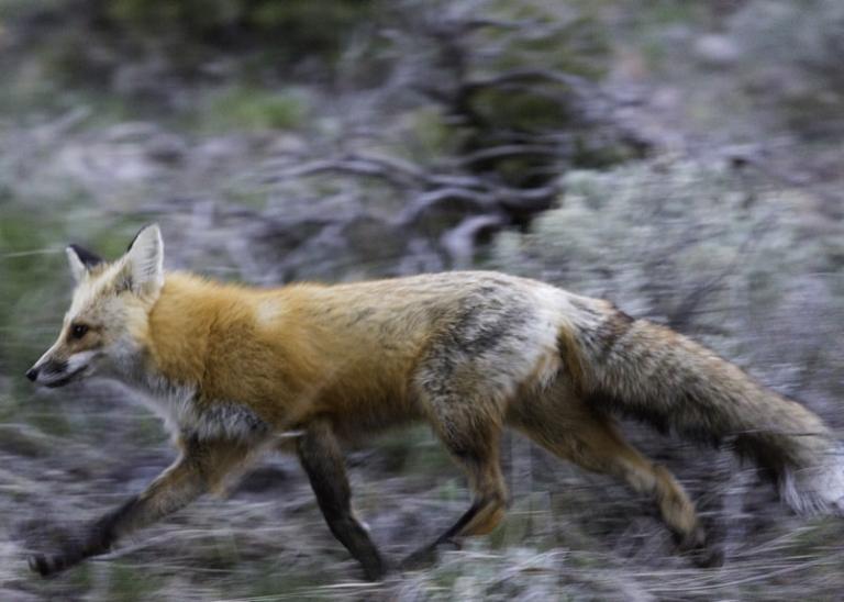 Mammals of Columbia County, Oregon – Wild Columbia County