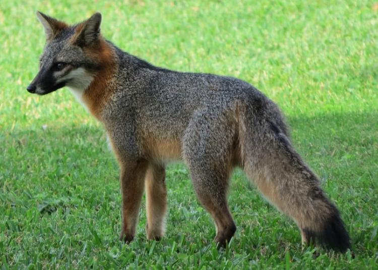 Mammals of Columbia County, Oregon – Wild Columbia County