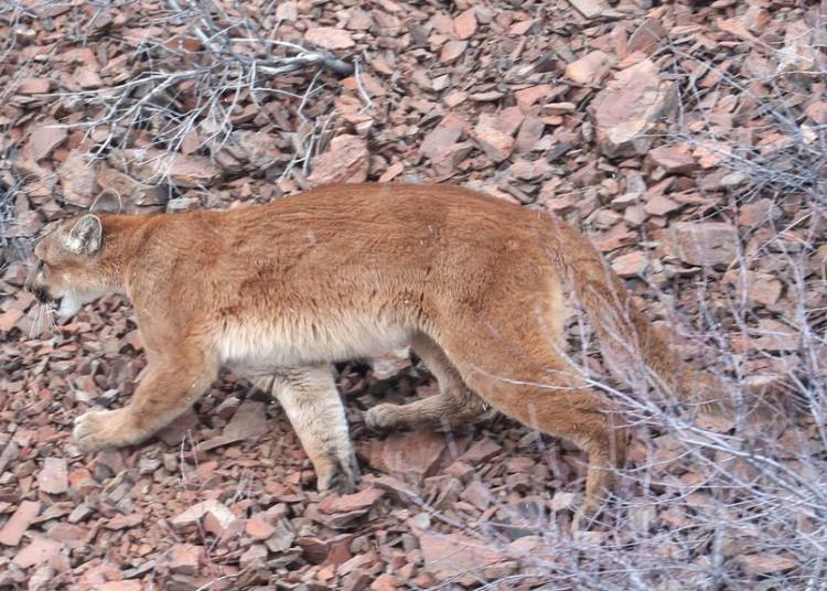 Mammals of Columbia County, Oregon – Wild Columbia County