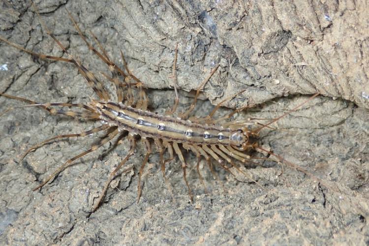 Crustaceans, millipedes, and centipedes of Columbia County, Oregon ...