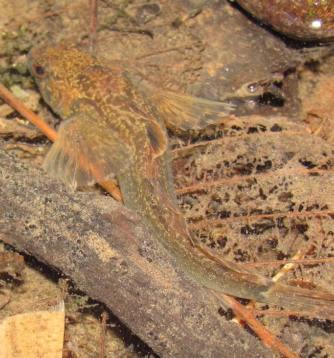 Northwest Oregon Wildlife Guide – Wild Columbia County