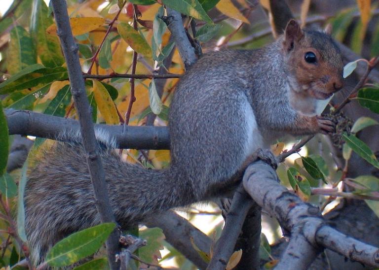 Mammals of Columbia County, Oregon – Wild Columbia County