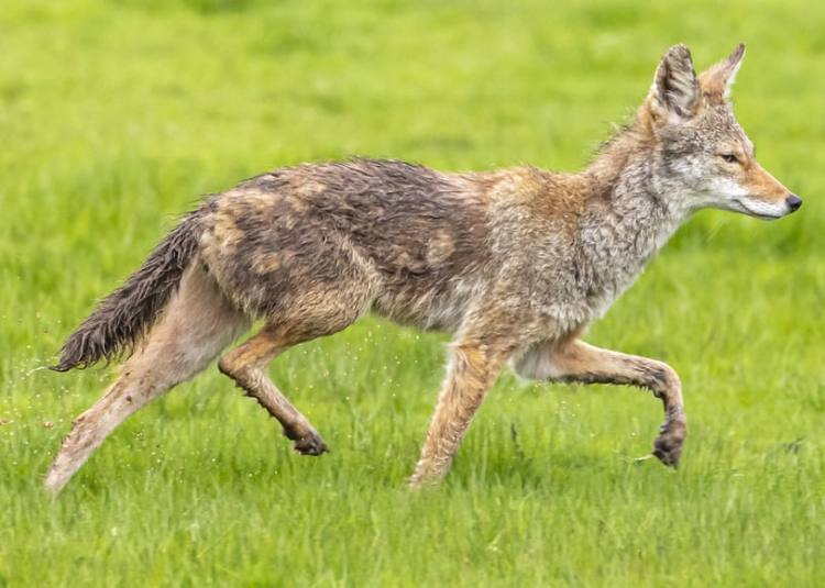 Mammals of Columbia County, Oregon – Wild Columbia County
