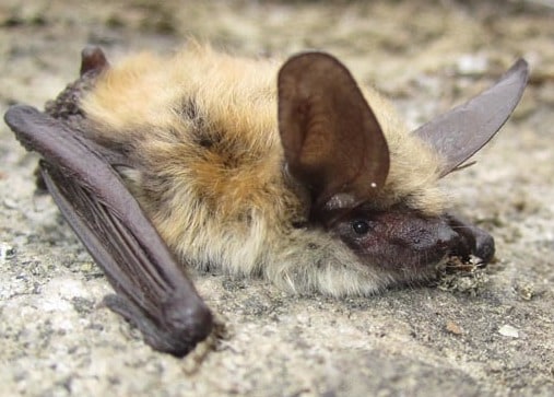Long-eared Myotis Myotis evotis – Wild Columbia County