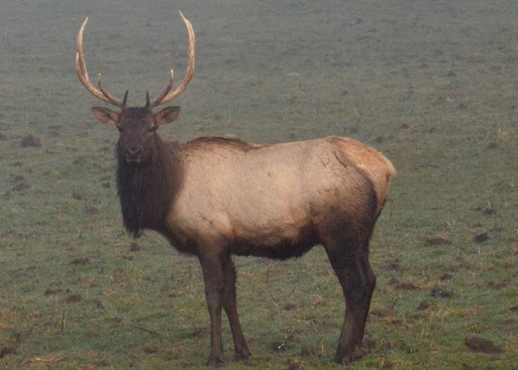 Mammals of Columbia County, Oregon – Wild Columbia County