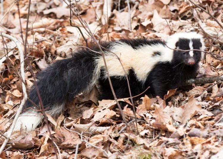 Mammals of Columbia County, Oregon – Wild Columbia County