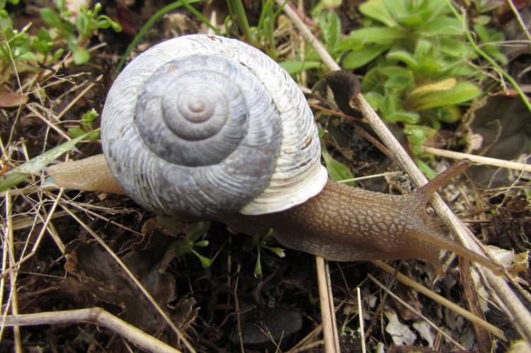 Mollusks of Columbia County, Oregon – Wild Columbia County