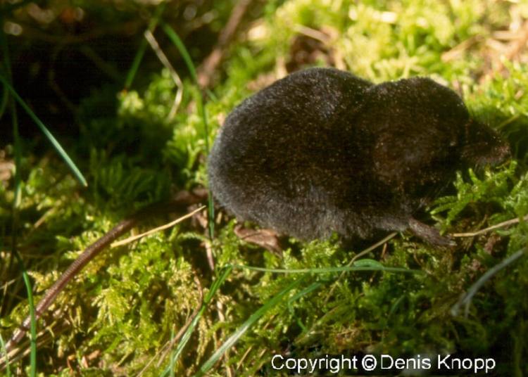 Pacific Water Shrew Sorex bendirii – Wild Columbia County