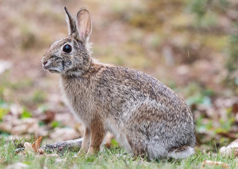 Mammals of Columbia County, Oregon – Wild Columbia County