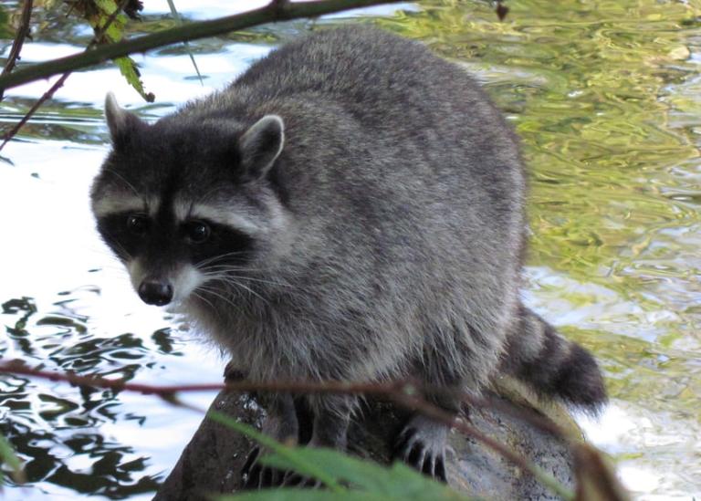 Mammals of Columbia County, Oregon – Wild Columbia County