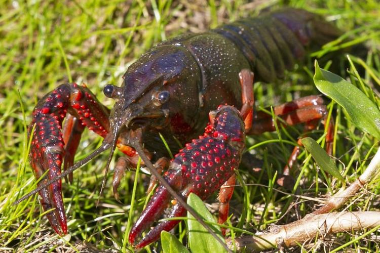 Crustaceans, millipedes, and centipedes of Columbia County, Oregon ...