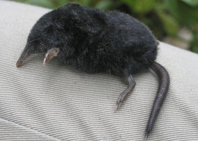 Shrew-mole Neurotrichus gibbsii – Wild Columbia County
