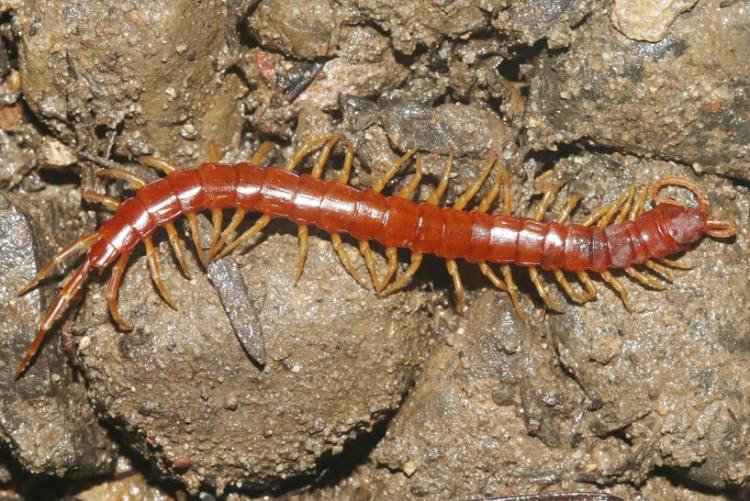 Crustaceans, millipedes, and centipedes of Columbia County, Oregon ...