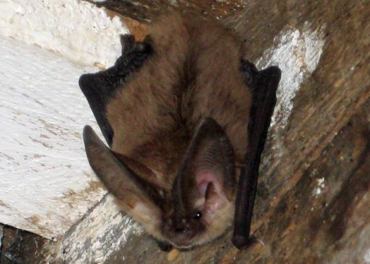 Townsend’s Big-eared Bat Corynorhinus townsendii – Wild Columbia County
