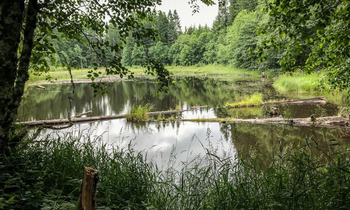 Gunners Lakes Overview – Wild Columbia County
