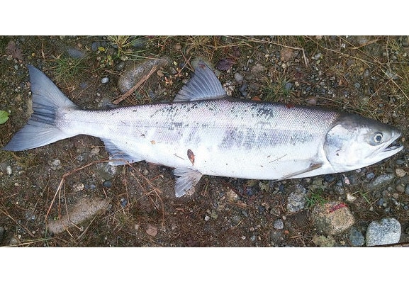Fish of Columbia County, Oregon – Wild Columbia County