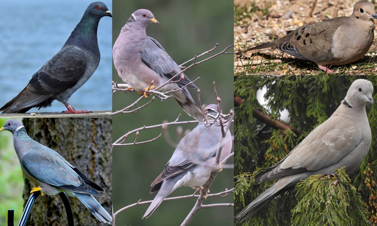 Doves and Pigeons of Columbia County, Oregon – Wild Columbia County