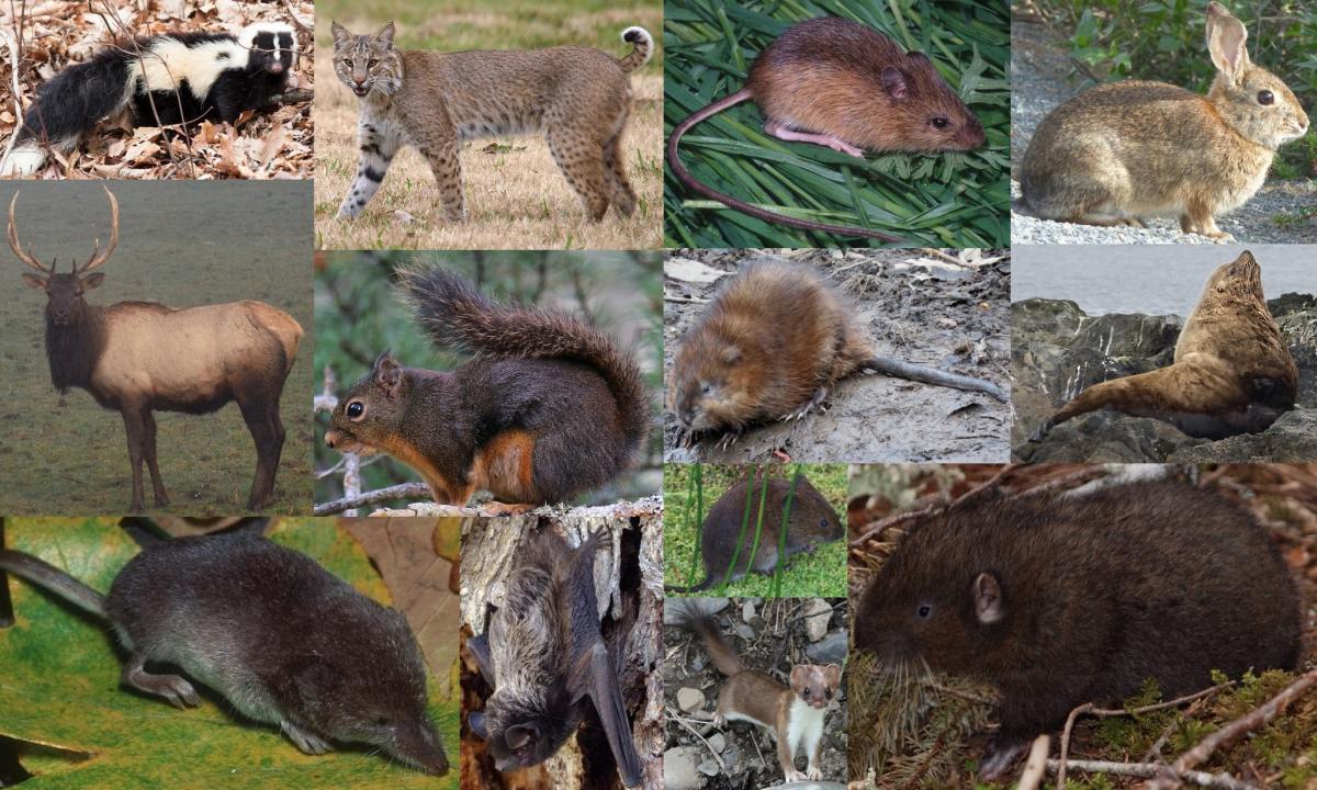 Mammals of Columbia County, Oregon – Wild Columbia County