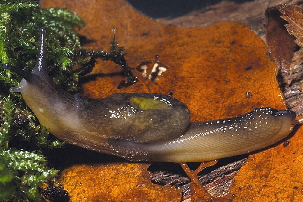 Mollusks of Columbia County, Oregon – Wild Columbia County
