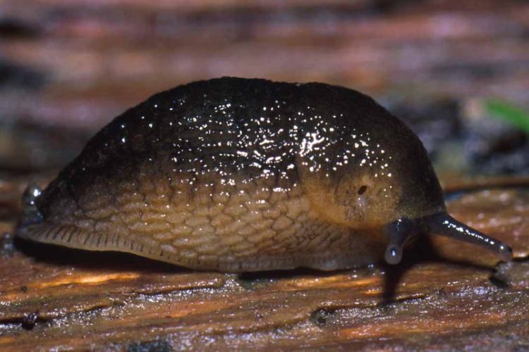 Mollusks of Columbia County, Oregon – Wild Columbia County