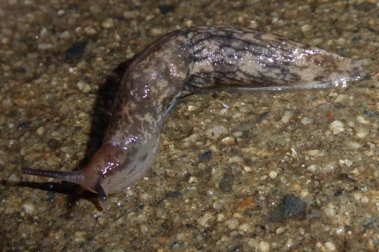 Mollusks of Columbia County, Oregon – Wild Columbia County