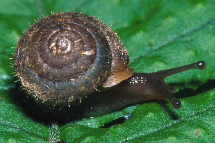 Pygmy Oregonian Snail Cryptomastix germana – Wild Columbia County