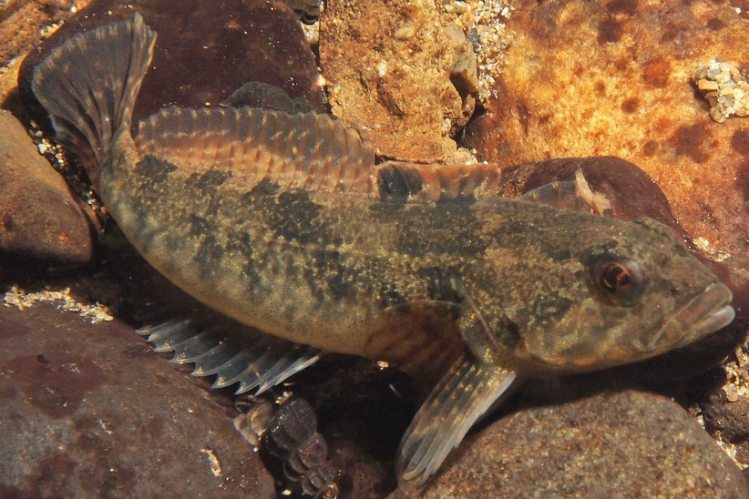 Fish of Columbia County, Oregon – Wild Columbia County