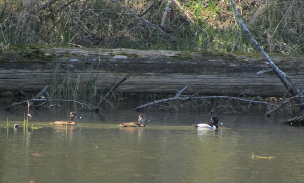 Gunners Lakes Overview – Wild Columbia County