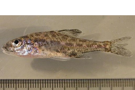 Fish of Columbia County, Oregon – Wild Columbia County