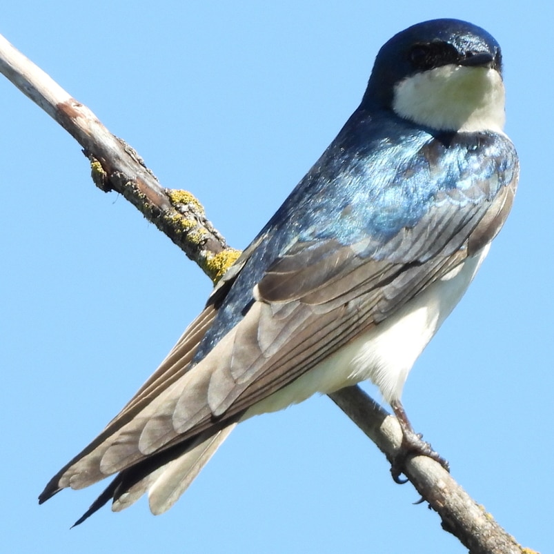 Swifts and Swallows of Columbia County, Oregon – Wild Columbia County