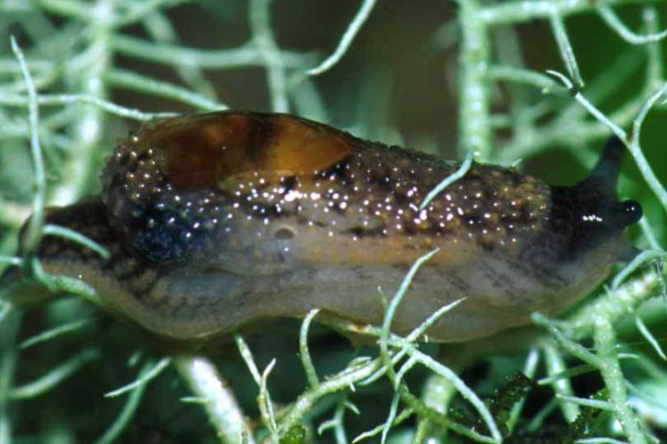 Mollusks of Columbia County, Oregon – Wild Columbia County