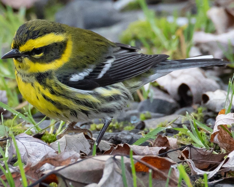 Townsend’s Warbler Setophaga townsendi – Wild Columbia County