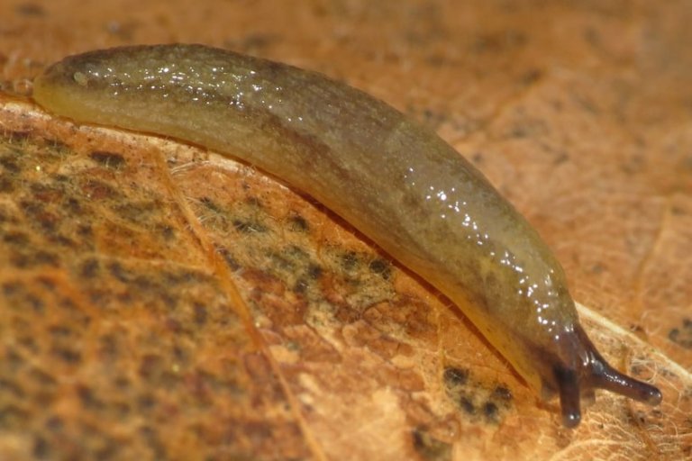 Mollusks of Columbia County, Oregon – Wild Columbia County