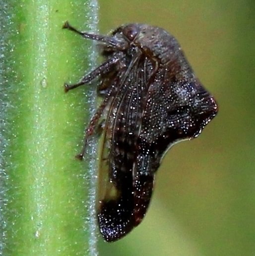 Treehoppers, Leafhoppers, Spittlebugs and Planthoppers of Columbia ...