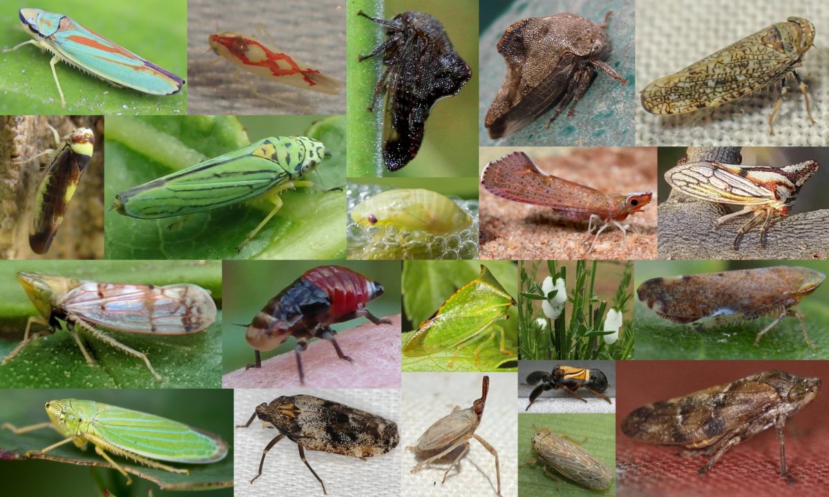 Treehoppers, Leafhoppers, Spittlebugs and Planthoppers of Columbia ...