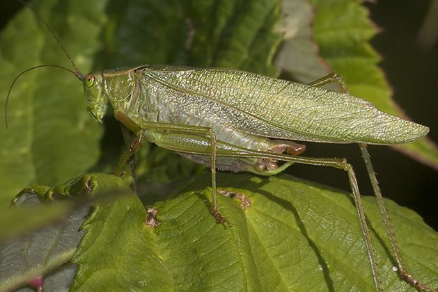 Grasshoppers, Crickets, and Katydids of Columbia County, Oregon – Wild ...