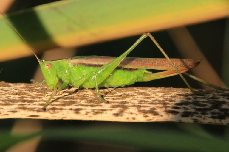 Grasshoppers, Crickets, and Katydids of Columbia County, Oregon – Wild ...