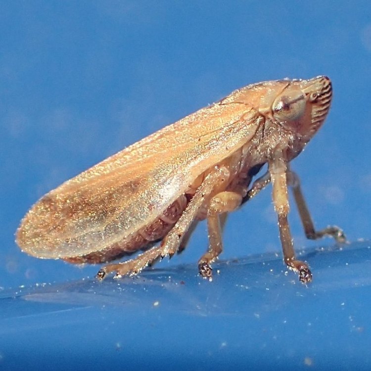 Treehoppers, Leafhoppers, Spittlebugs and Planthoppers of Columbia ...