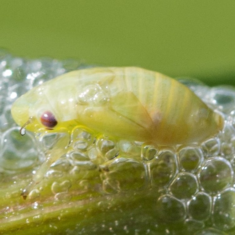 Treehoppers, Leafhoppers, Spittlebugs and Planthoppers of Columbia ...