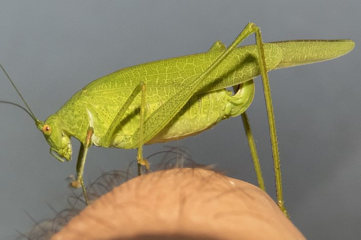 Grasshoppers, Crickets, and Katydids of Columbia County, Oregon – Wild ...