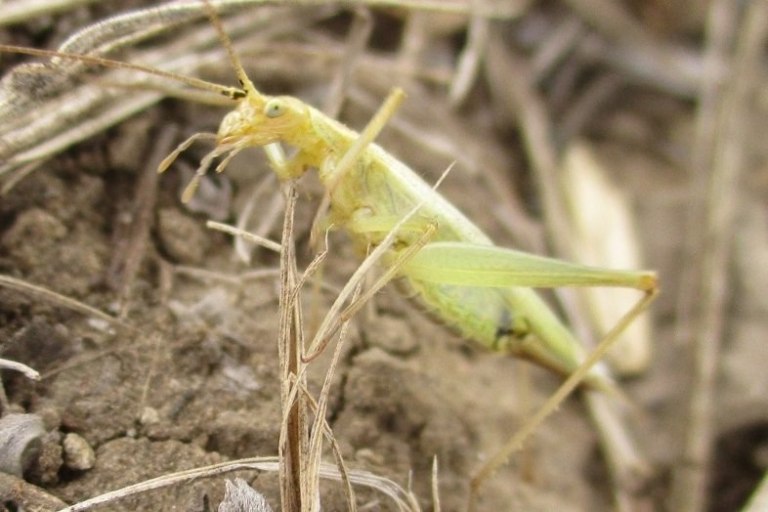Grasshoppers, Crickets, and Katydids of Columbia County, Oregon – Wild ...