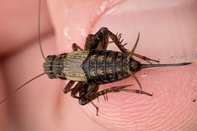 Grasshoppers, Crickets, and Katydids of Columbia County, Oregon – Wild ...