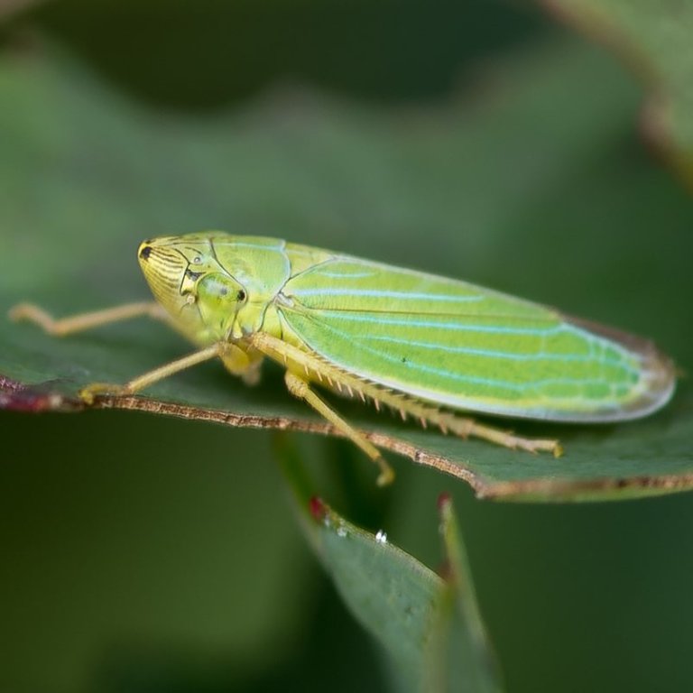 Treehoppers, Leafhoppers, Spittlebugs and Planthoppers of Columbia ...