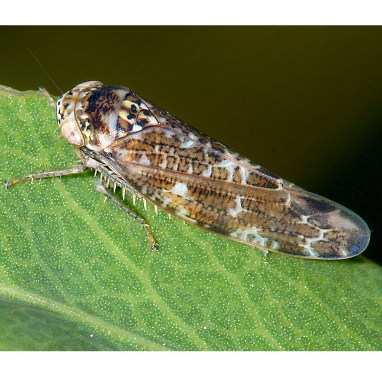 Treehoppers, Leafhoppers, Spittlebugs and Planthoppers of Columbia ...