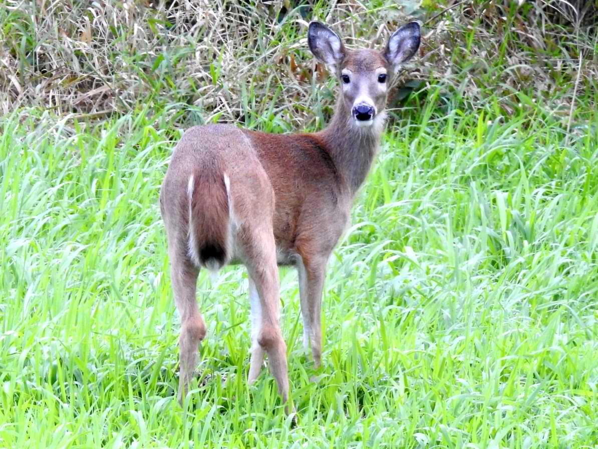 Whitetails of the Columbia – Wild Columbia County