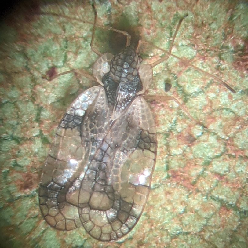Azalea Lace Bug Stephanitis pyrioides – Wild Columbia County