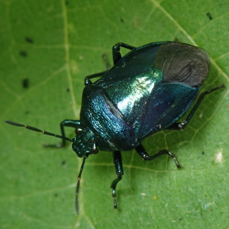 Stink Bugs, Shield Bugs, and related Plant Bugs of Columbia County ...