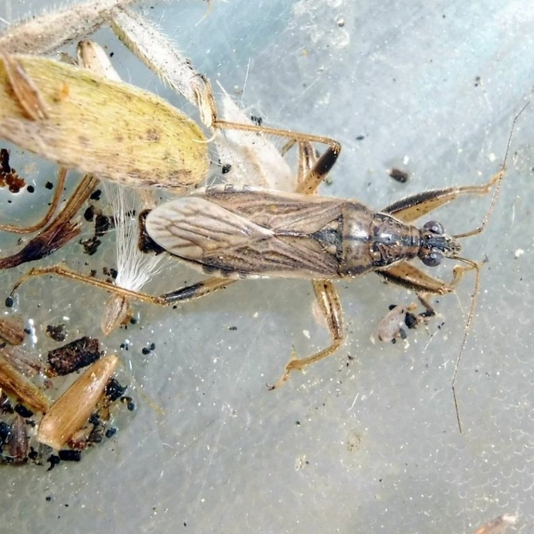 Assassin Bugs, Capsid Bugs, and related Mirids of Columbia County ...