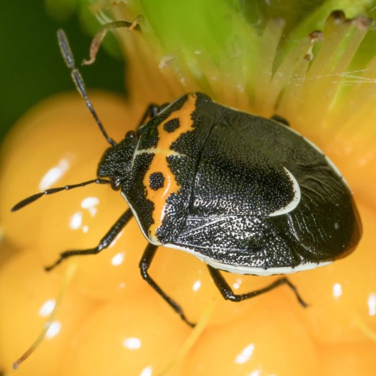 Stink Bugs, Shield Bugs, and related Plant Bugs of Columbia County ...