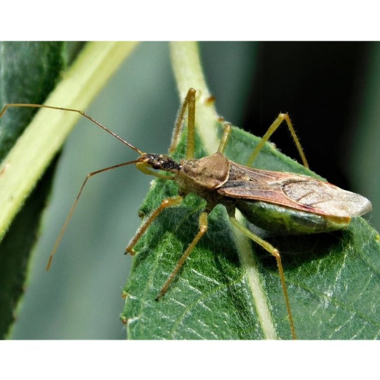 Assassin Bugs, Capsid Bugs, and related Mirids of Columbia County ...